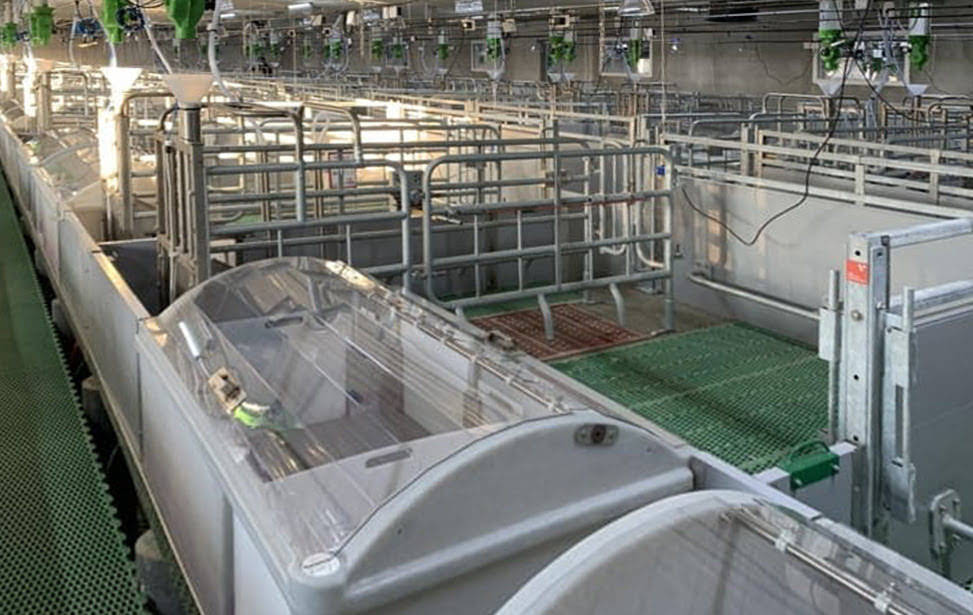 Free farrowing at new Topigs Norsvin nucleus Innova Canada - U Gaat ...